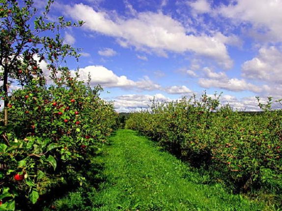 Apple Farm – Apple Farm